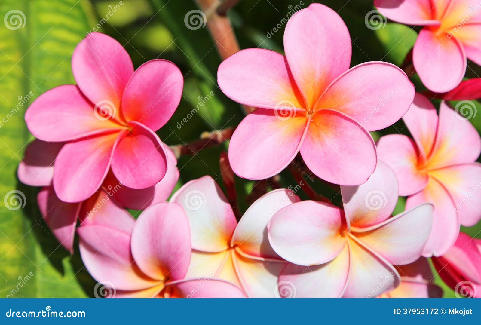 Pink plumeria flowers stock photo. Image of petals, green - 37953172
