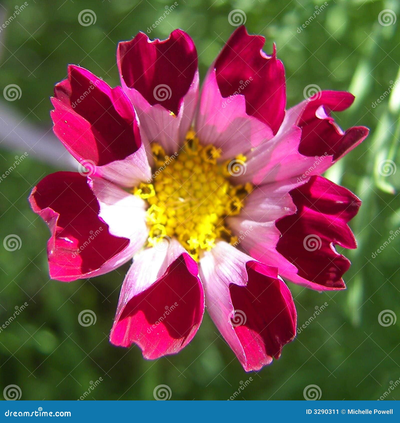 Pink Pocket Flower stock image. Image of botanical, gardening - 3290311