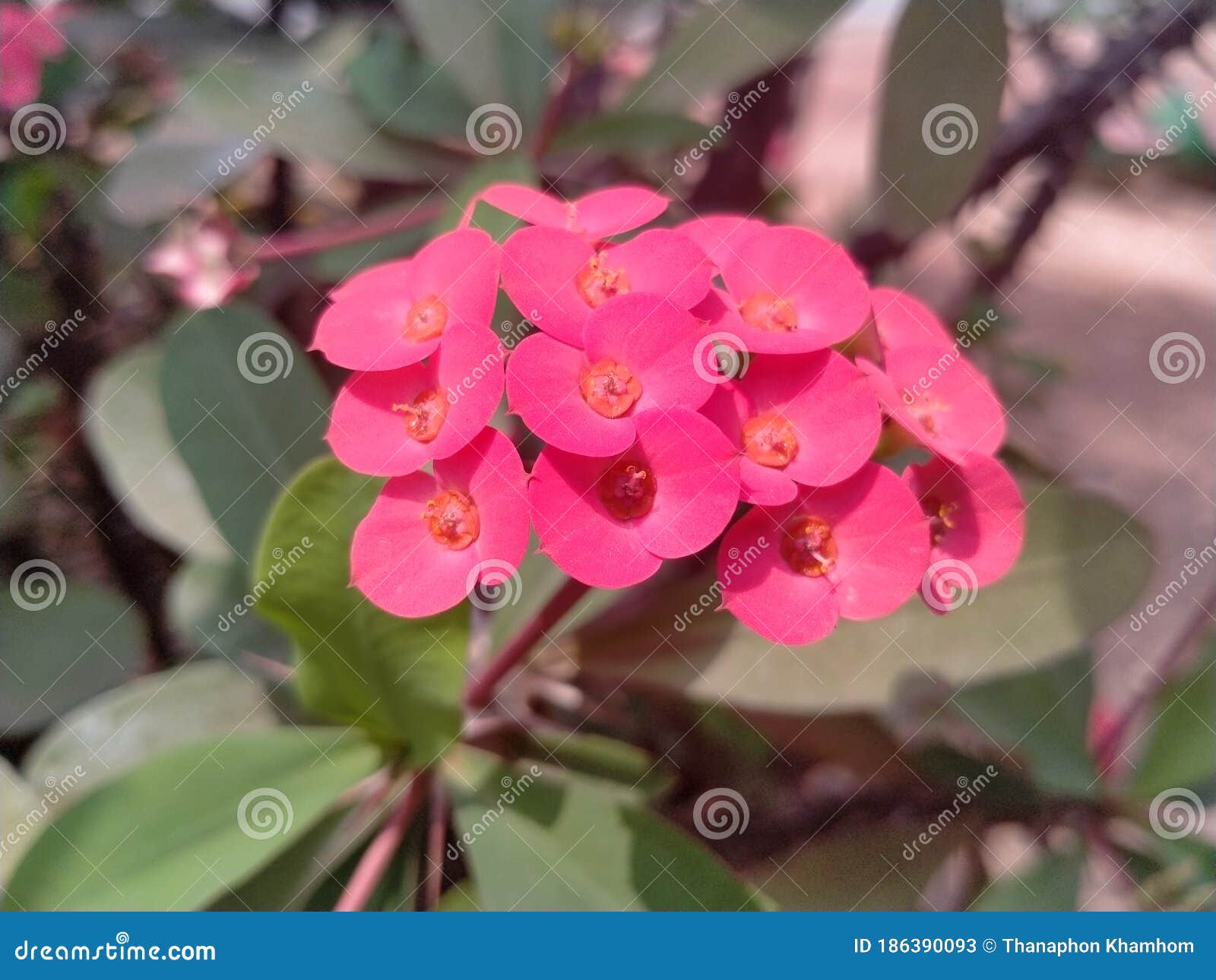 Pink Poy Sian Flower, Crown Of Thorns, Tropical Plant Top View Isolated ...