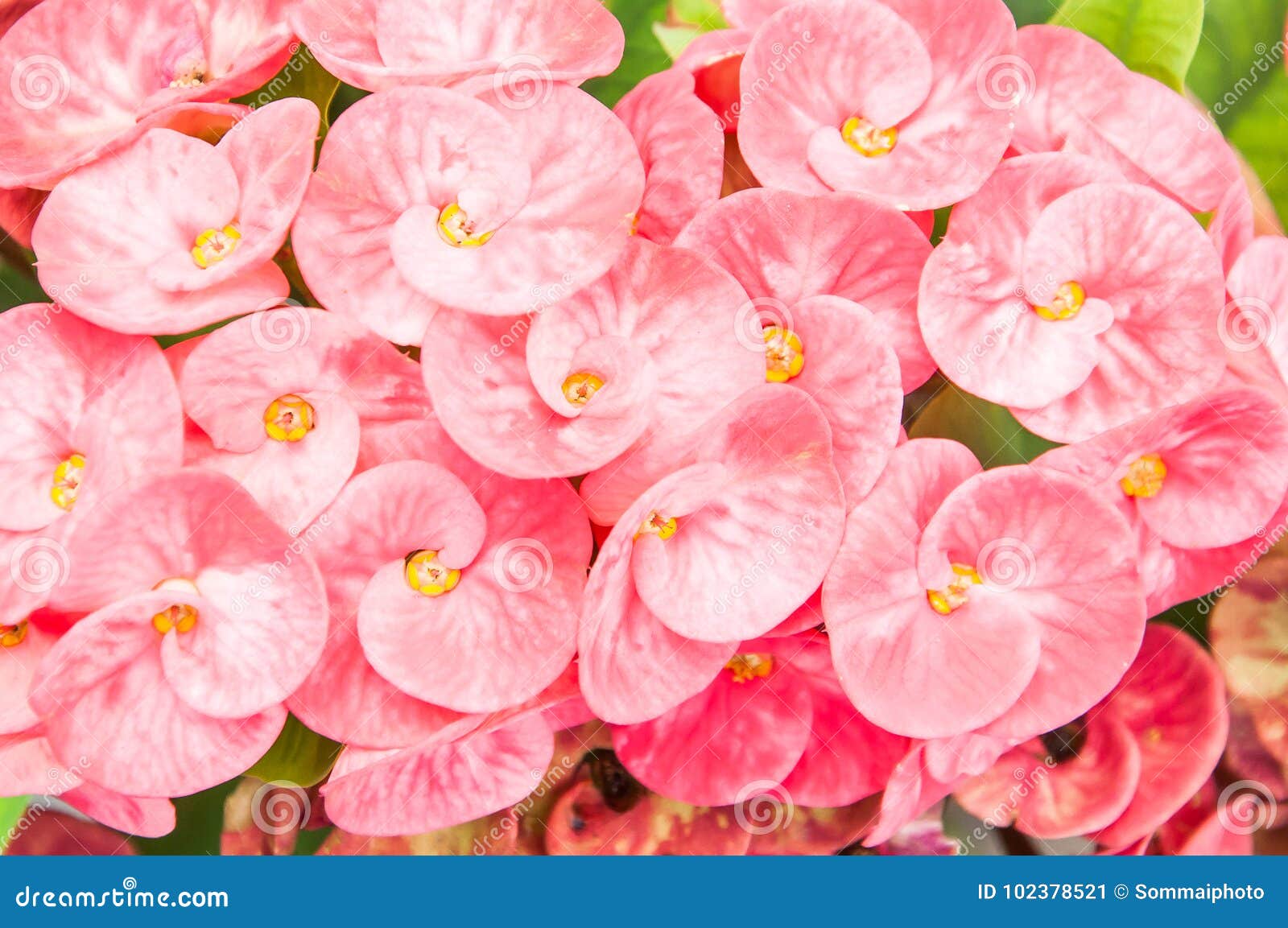 Pink Poi Sian flowers stock image. Image of bloom, branch - 102378521