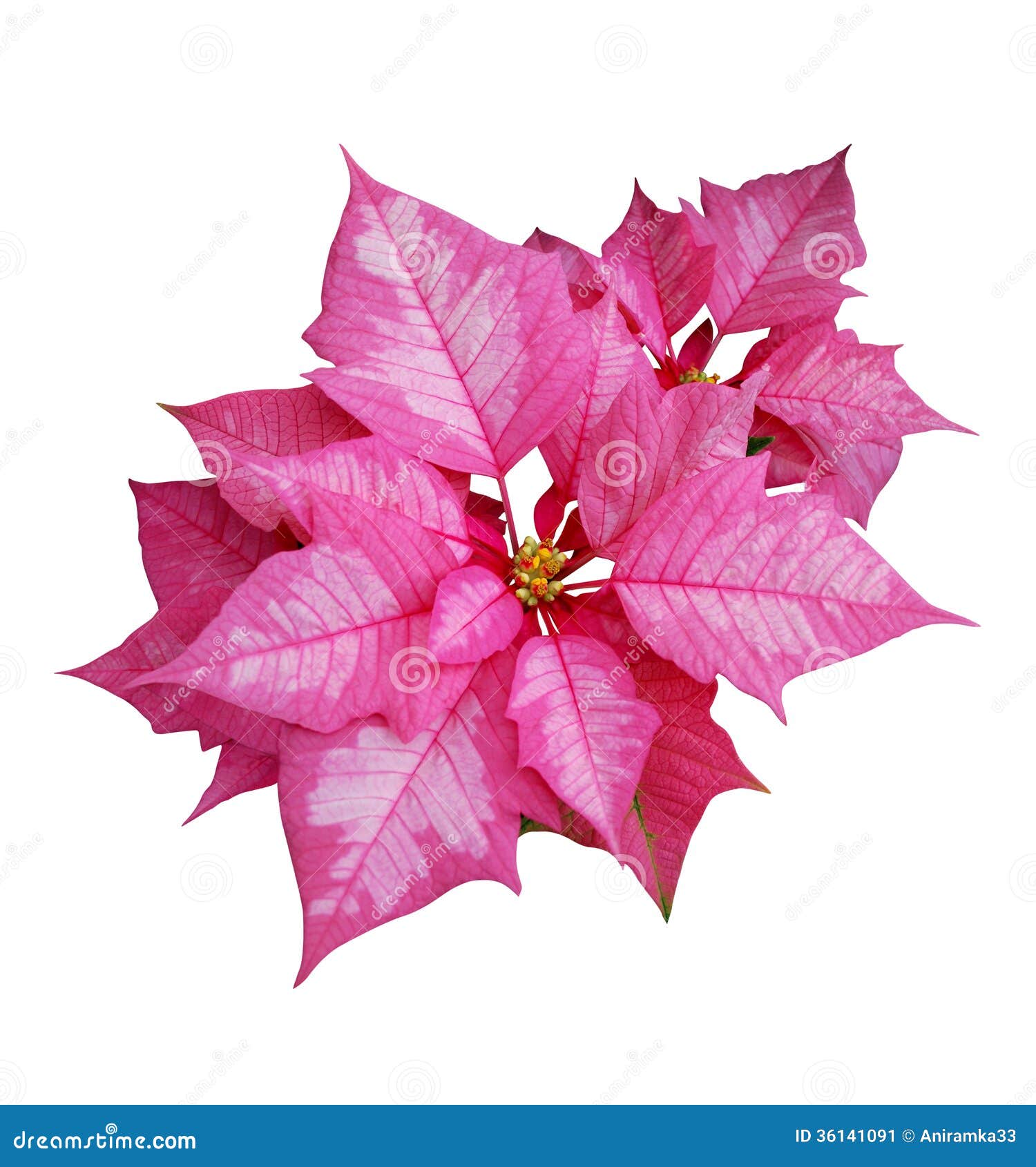 Pink Poinsettia stock image. Image of pulcherrima, leaves - 36141091