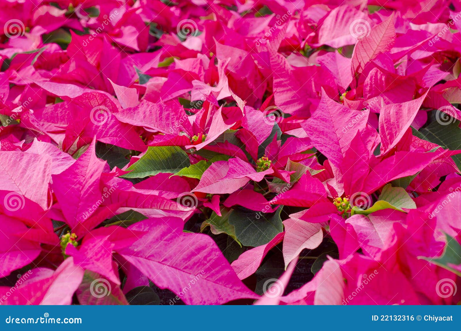 Pink Poinsettias stock photo. Image of celebration, plant - 22132316