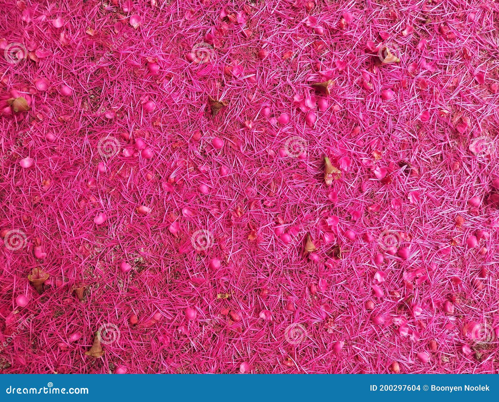Pink Pollen Falls on the Cement Floor. Stock Photo - Image of bright ...
