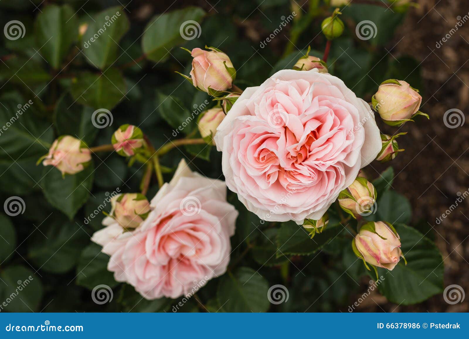 Pink Polyantha Rose in Bloom Stock Photo - Image of floribunda, pistils ...