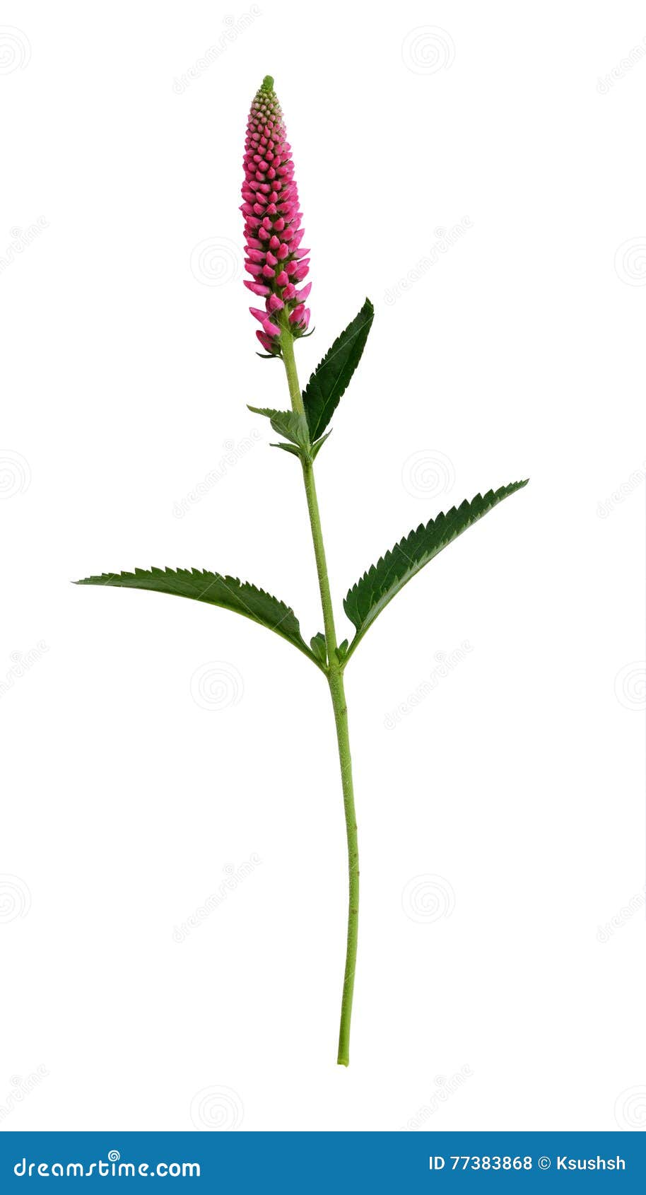 Pink polygonum flower stock photo. Image of close, pink - 77383868