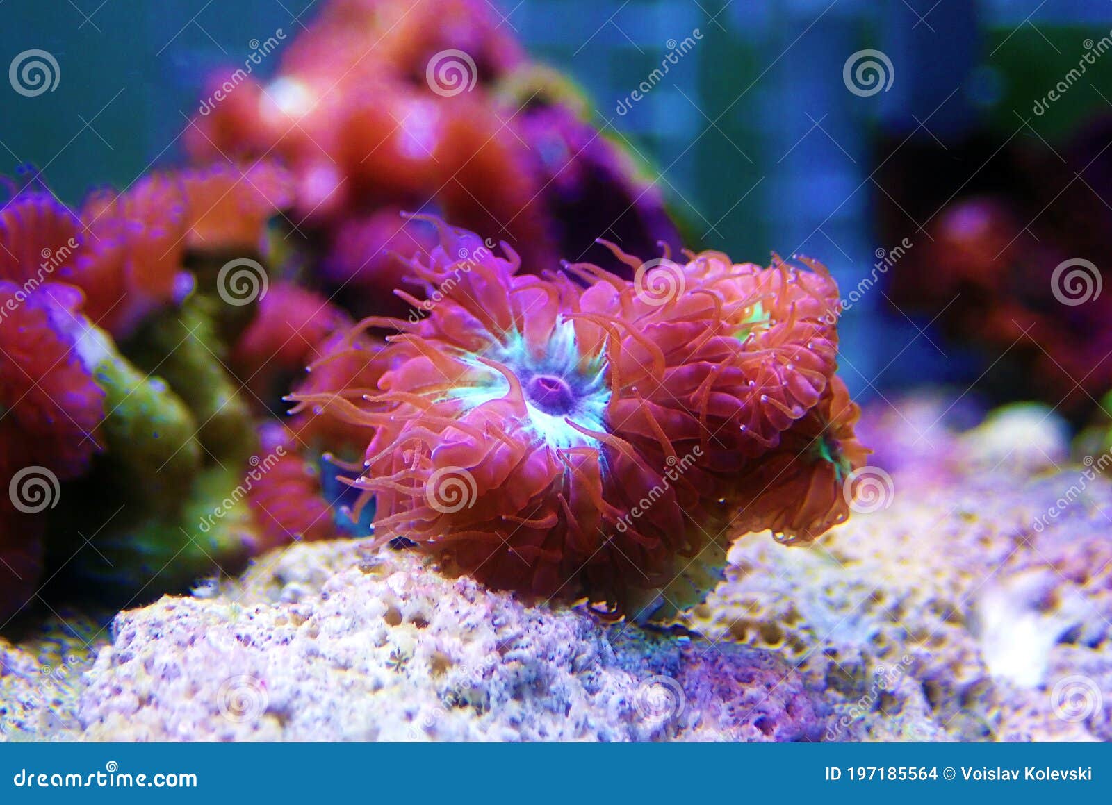 Pink Polyps of Blastomussa Meletti LPS Coral on Frag Plug Stock Photo ...