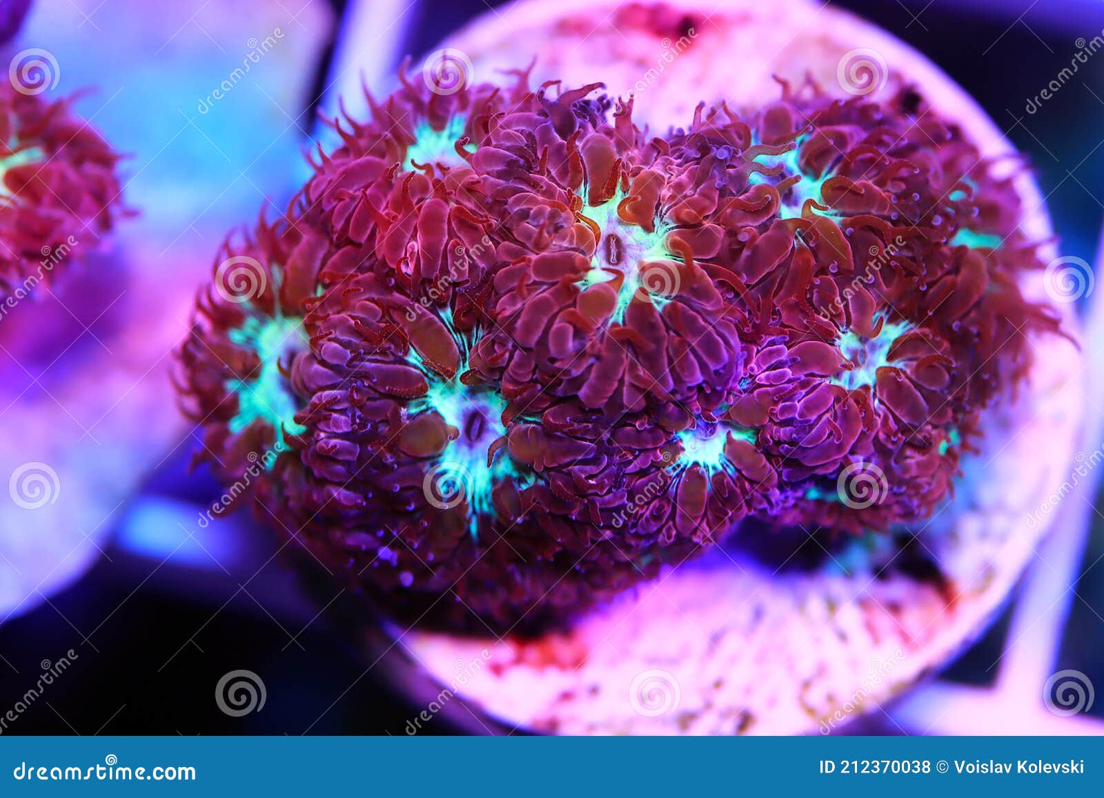 Pink Polyps of Blastomussa Meletti LPS Coral on Frag Plug Stock Photo ...