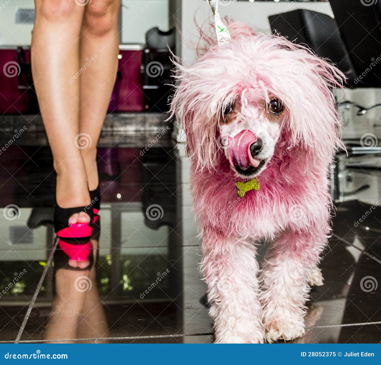 Are Pink Poodles Real