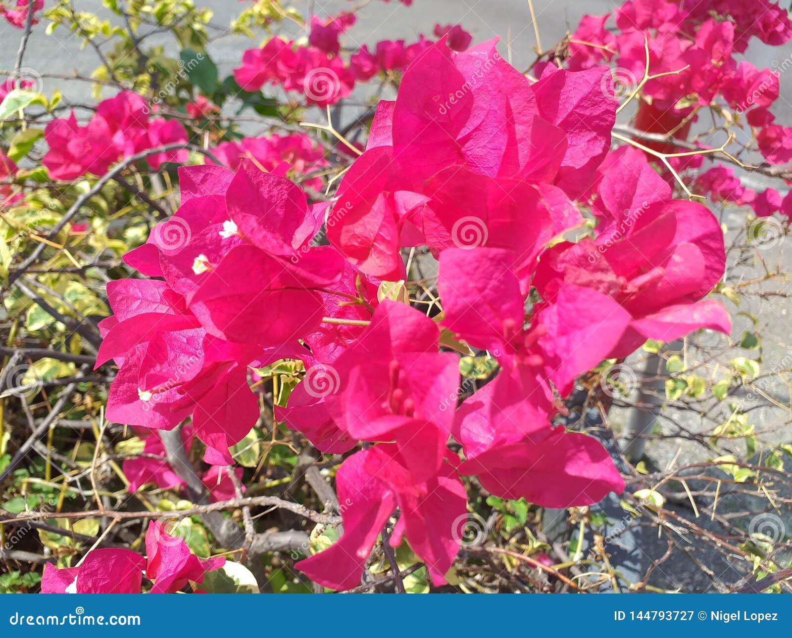 Pink pooi stock image. Image of pooi, flowers, bright - 144793727