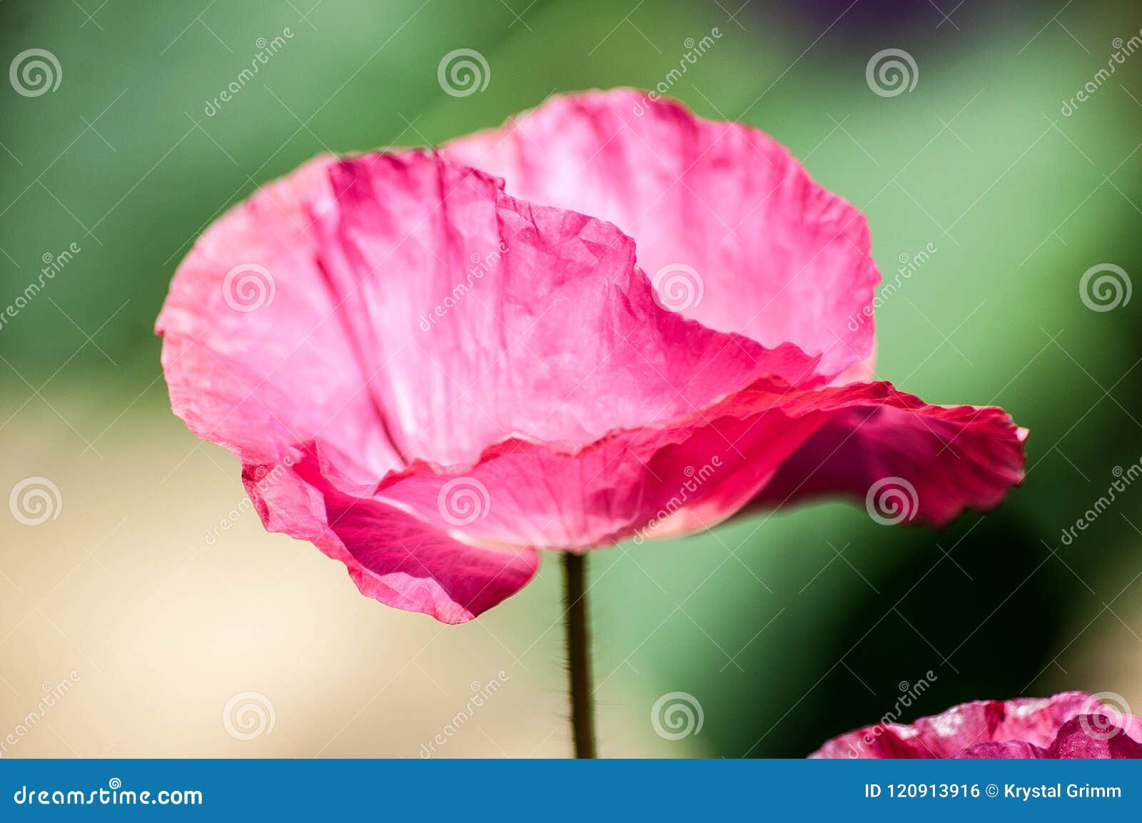 Pink poopy Flower stock photo. Image of nature, pink - 120913916