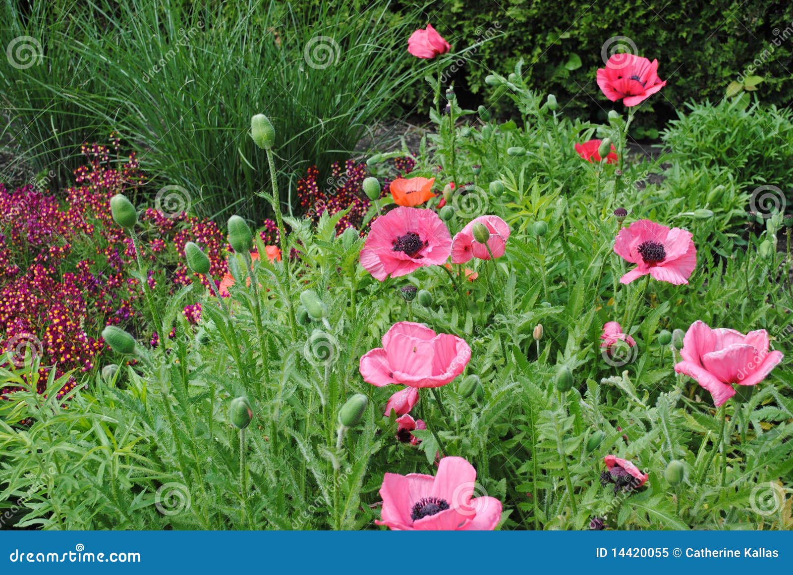 Pink_poppies_1 stock image. Image of poppies, pink, bloom - 14420055