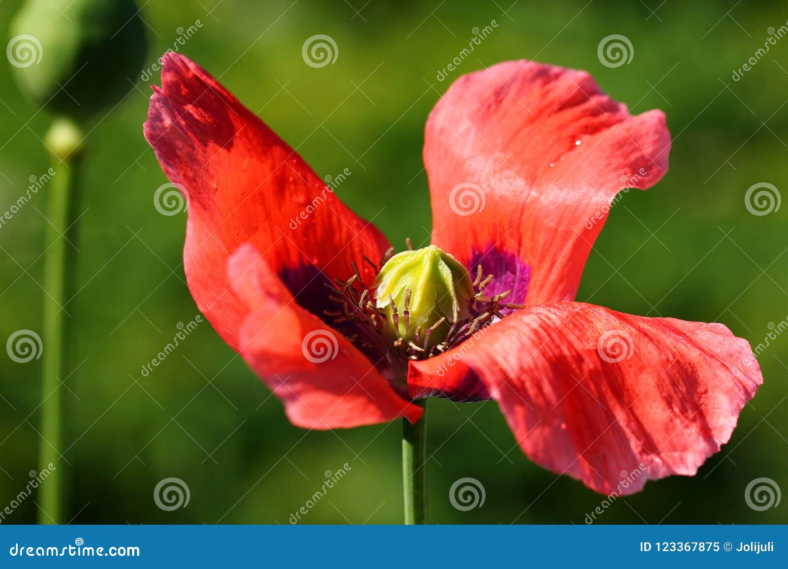 Pink poppies stock image. Image of close, morning, gardening - 123367875