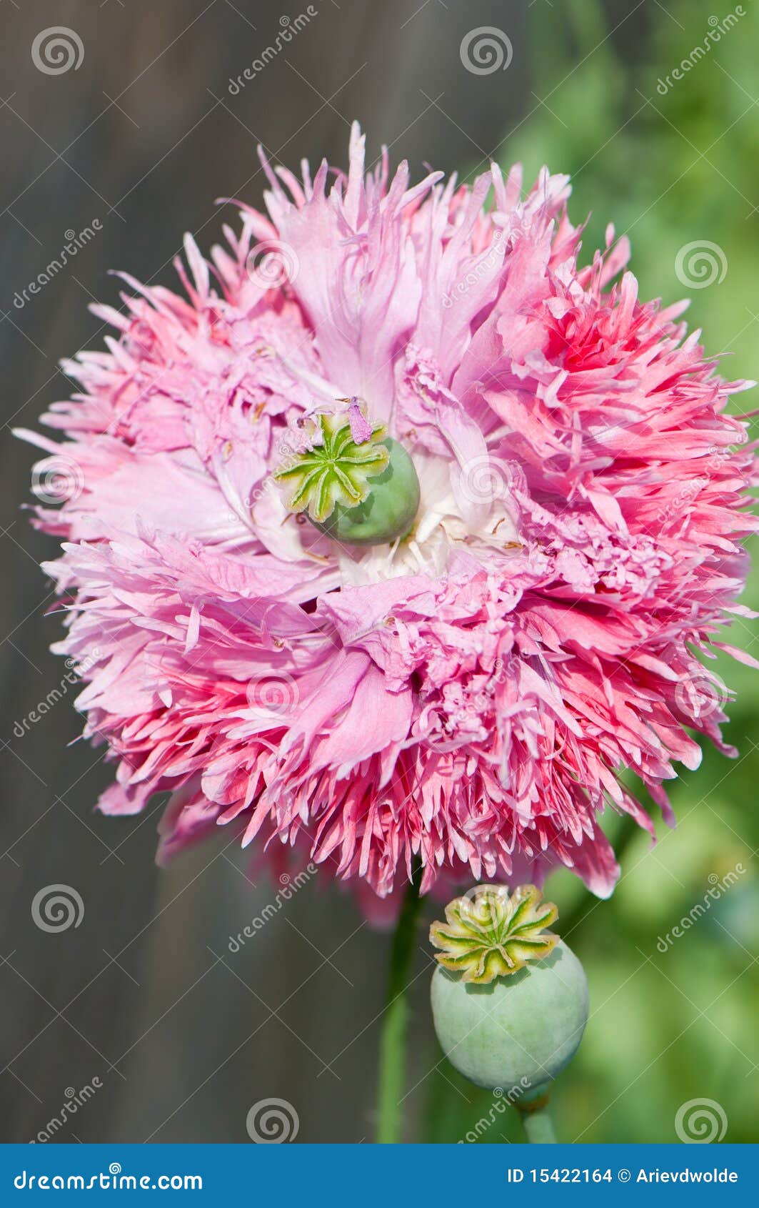 A pink poppy stock photo. Image of climate, garden, frame - 15422164