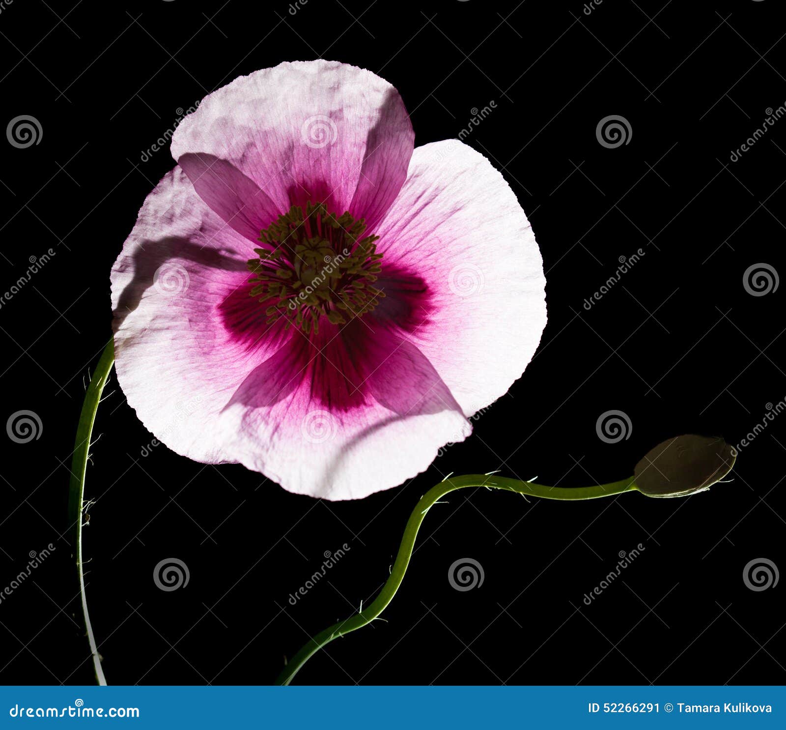 Pink poppy stock image. Image of pretty, blooming, petals - 52266291