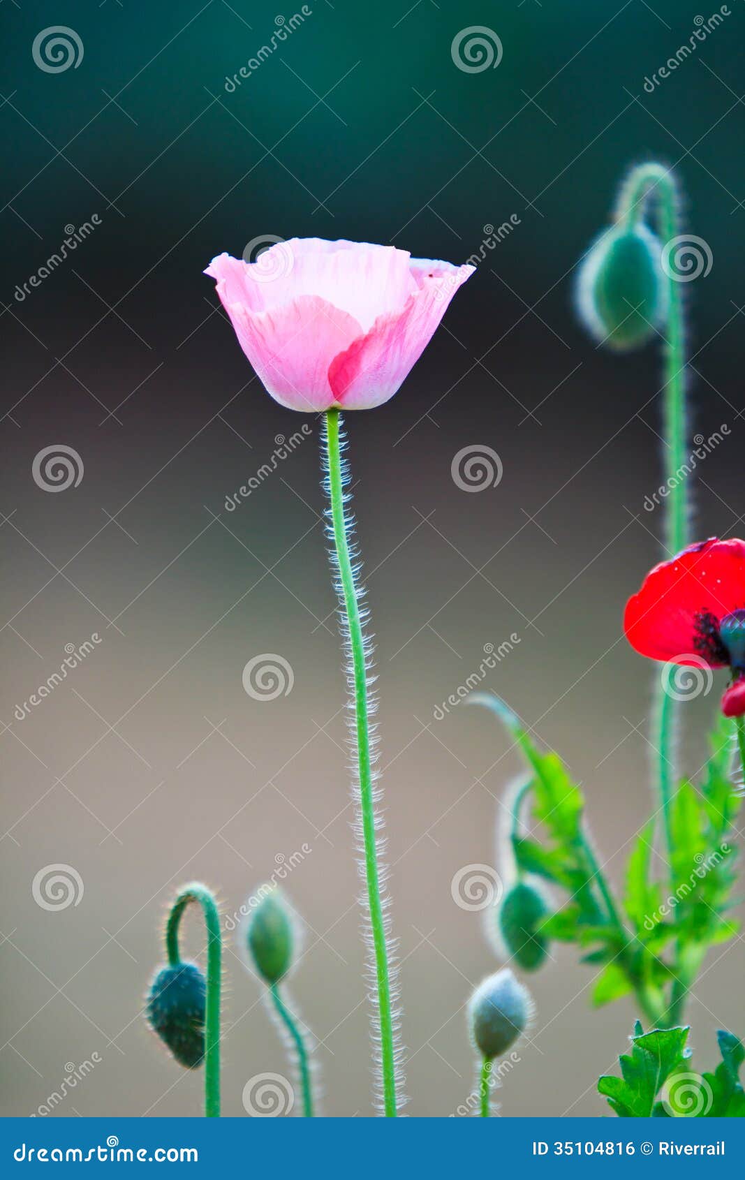 Pink poppy stock photo. Image of green, floral, nature - 35104816