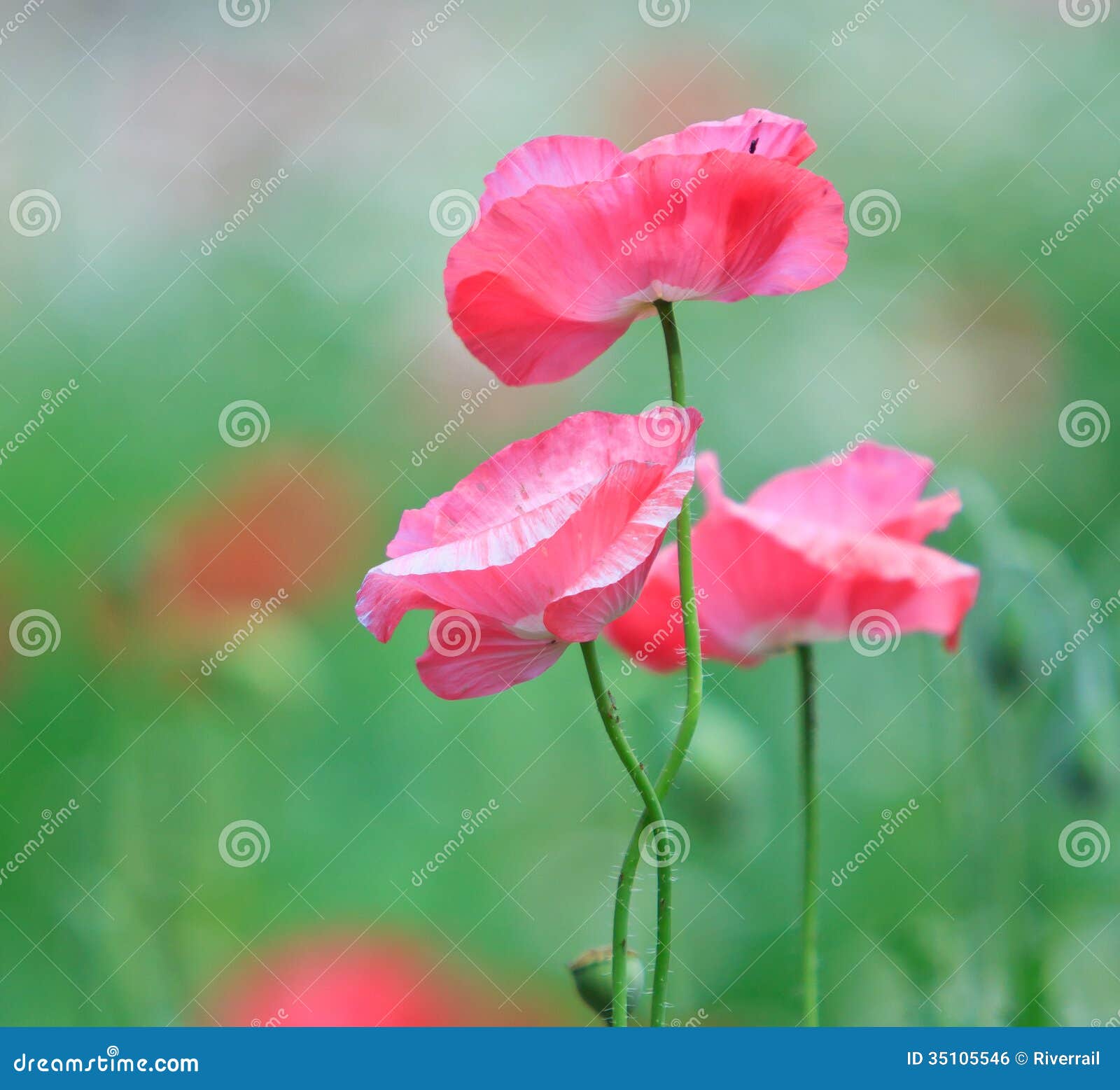 Pink poppy stock photo. Image of grunge, lawn, grow, fresh - 35105546