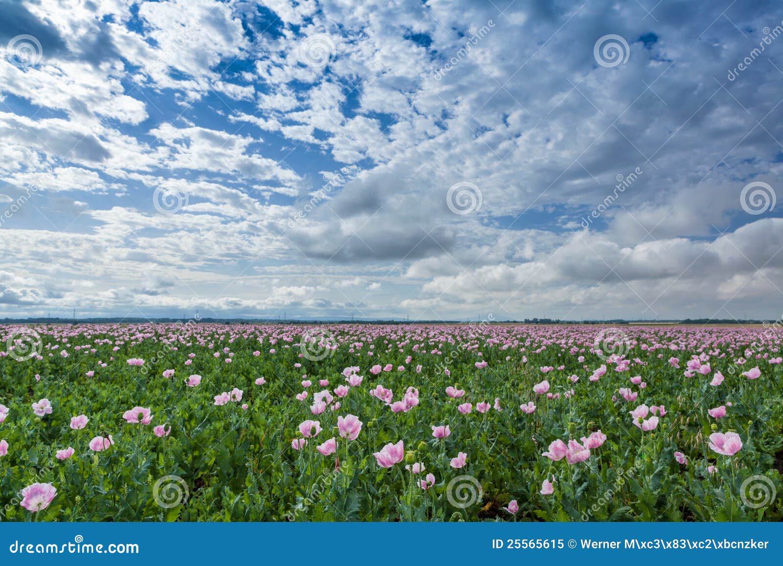 Pink poppy field stock image. Image of poppy, crop, blue - 25565615