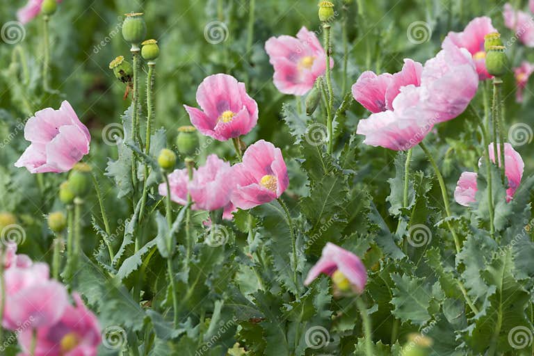 Pink poppy field stock photo. Image of flower, bloom - 25565626