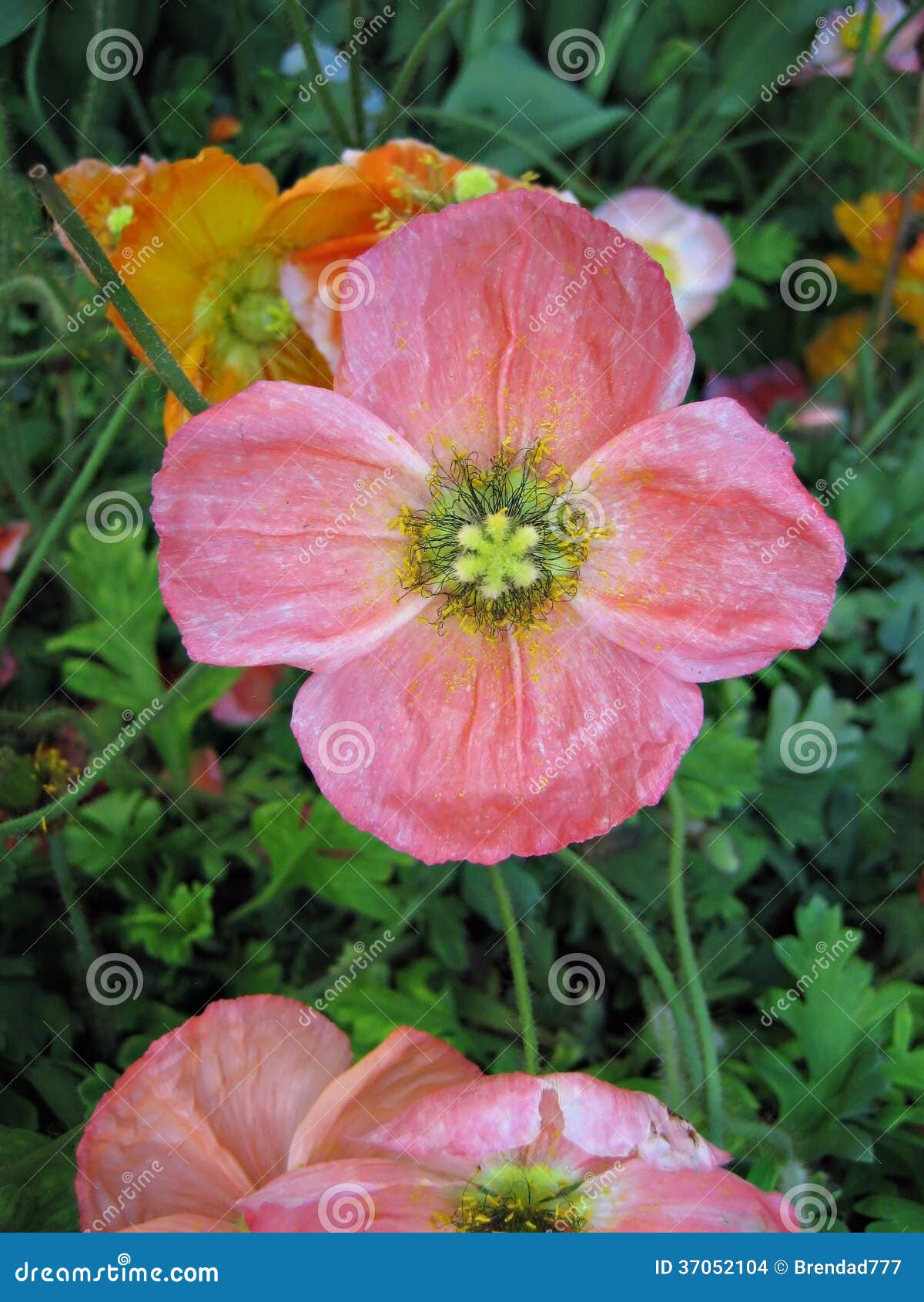 Pink Poppy stock photo. Image of petal, impressive, foliage - 37052104
