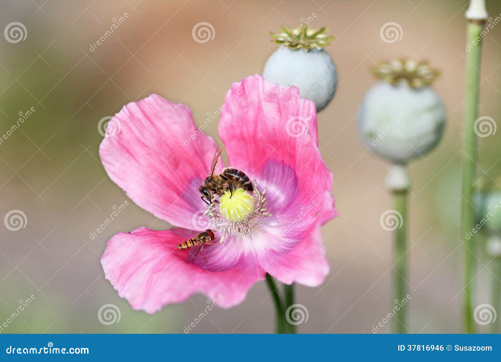 Pink Poppy Flower and Capsules in the Spring Garden Stock Photo - Image ...