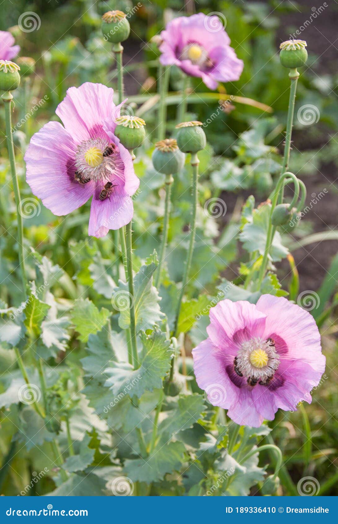A Pink Poppy Flower with a Few Bees Inside Stock Photo - Image of ...