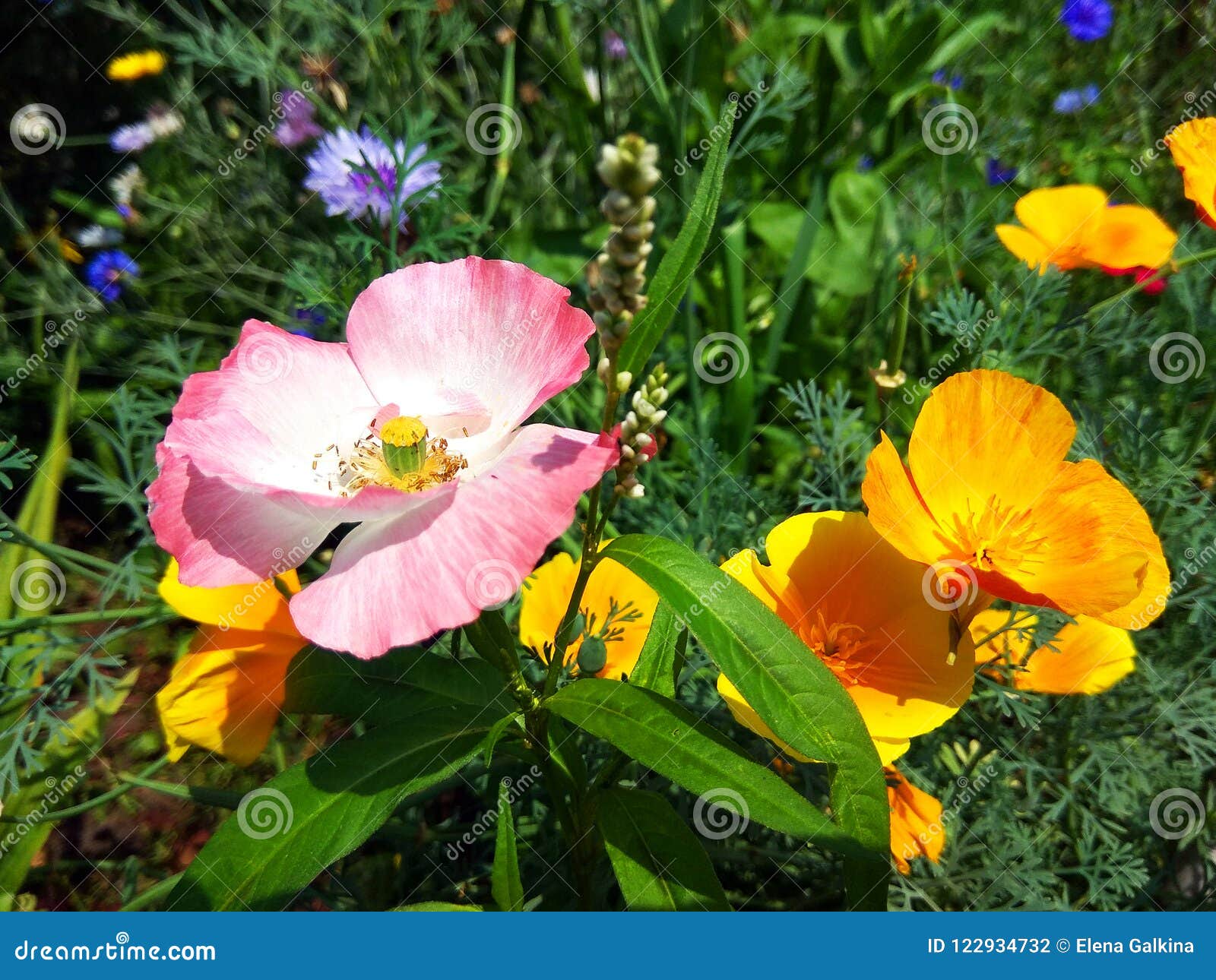 Pink poppy flower photo stock photo. Image of seed, colourful - 122934732