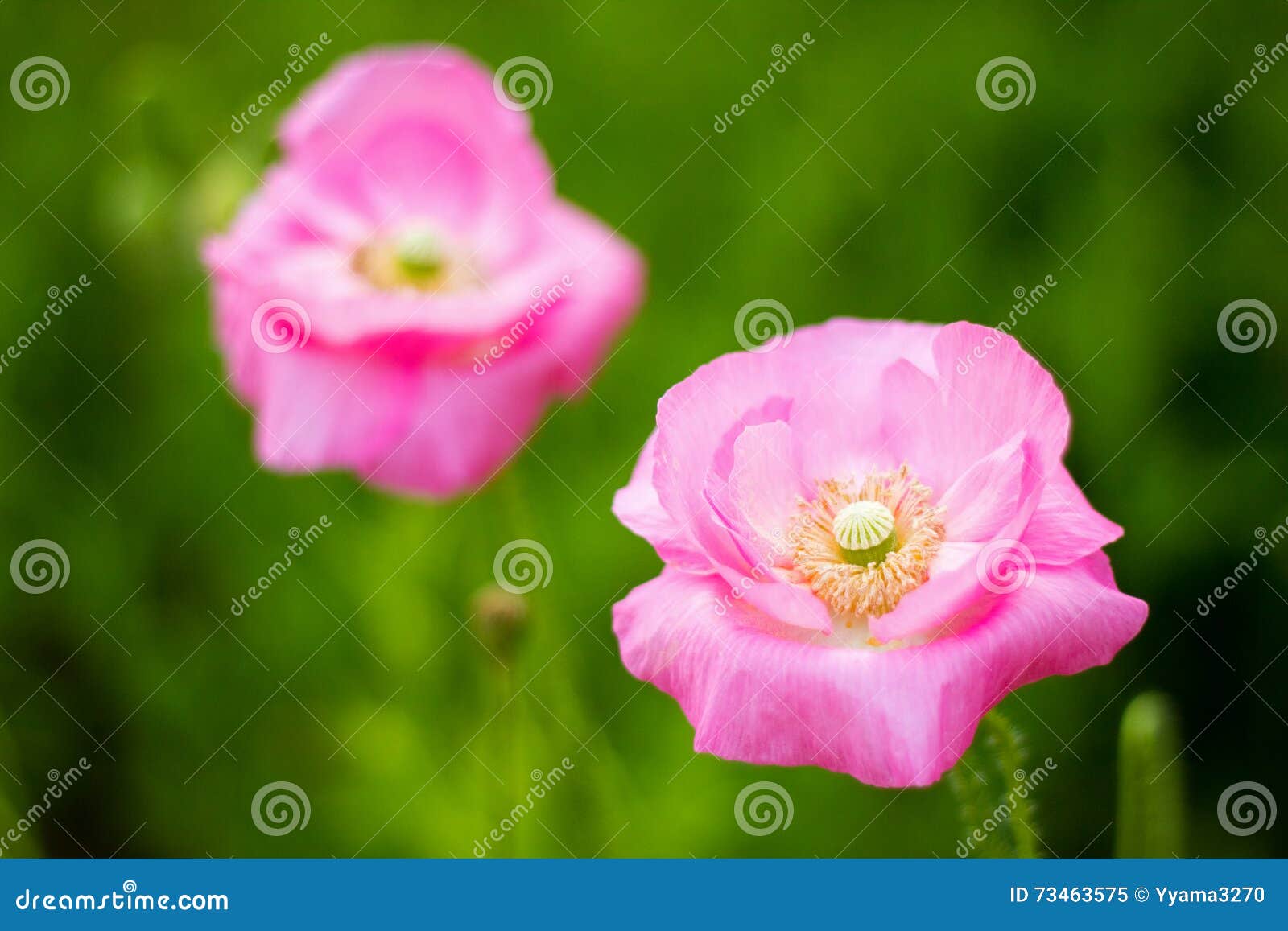 Pink poppy flowers stock image. Image of closeup, summer - 73463575