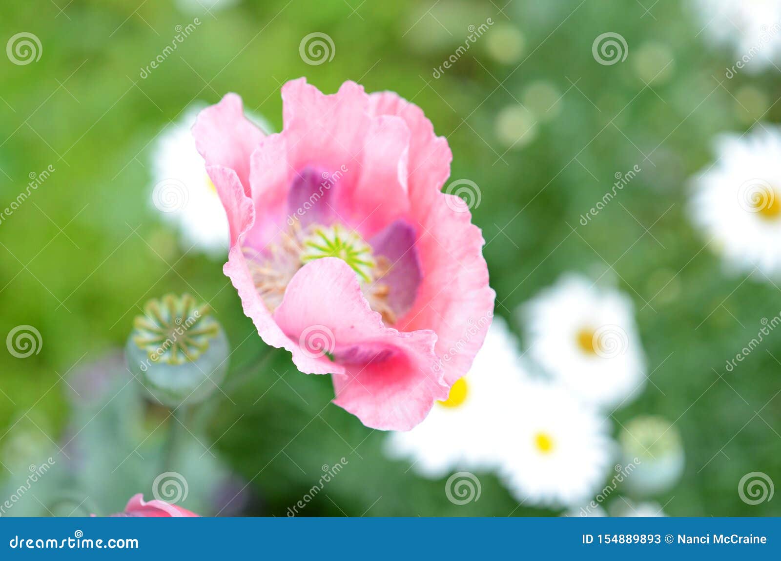Pink Opium Poppy Unfurls Surrounded with White Daisy Stock Image ...