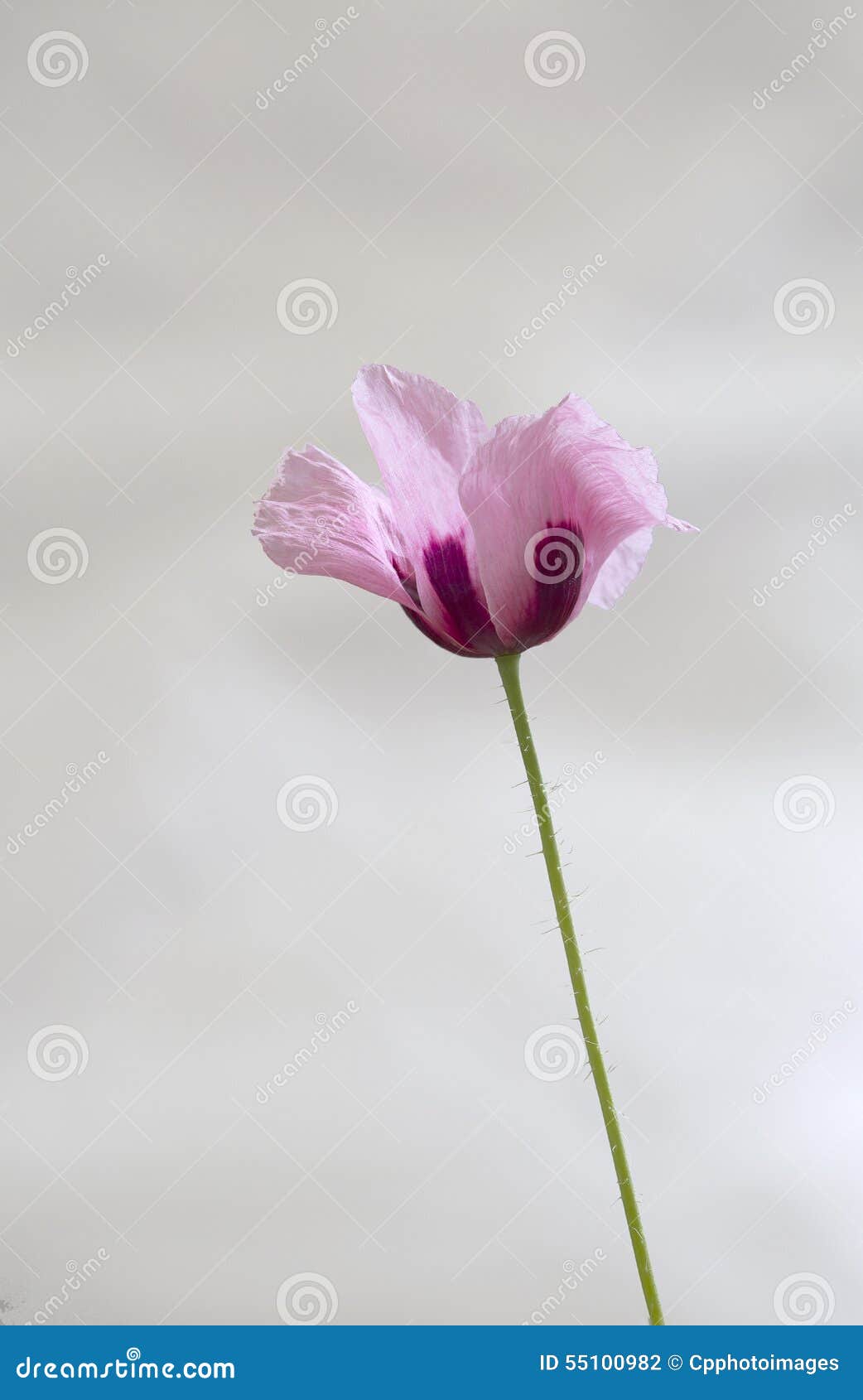 Pink poppy isolated stock photo. Image of papaver, green - 55100982