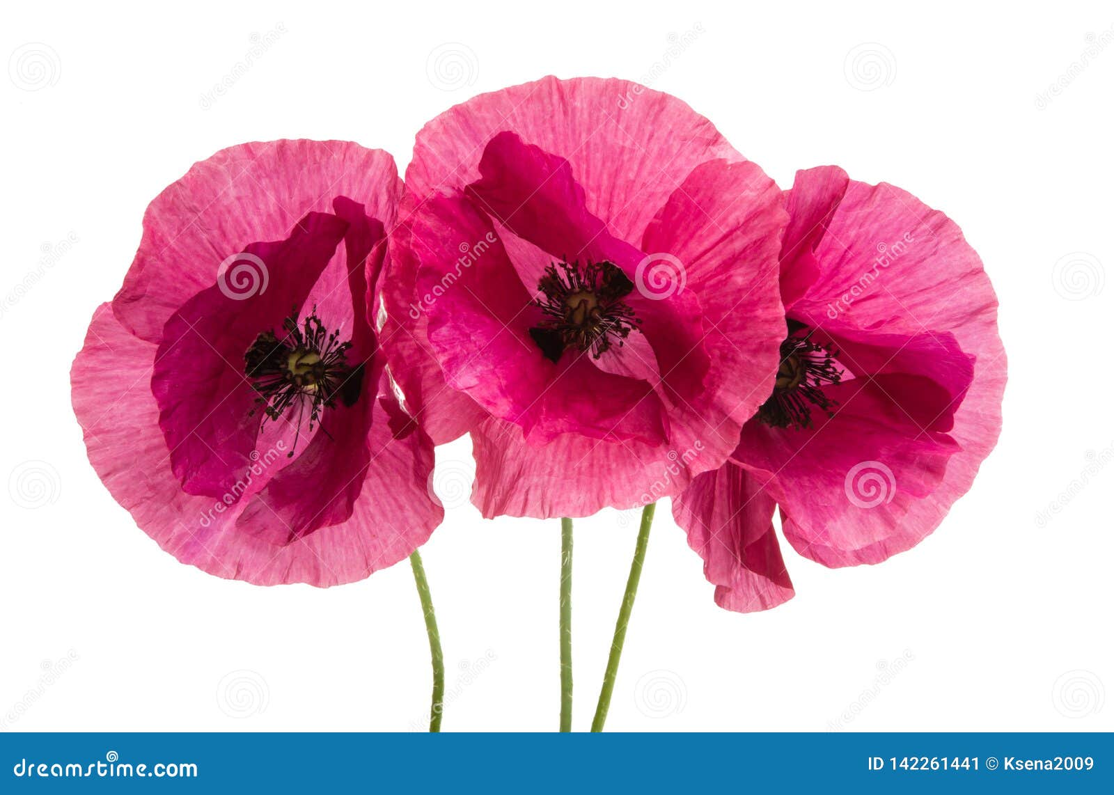 Pink poppy isolated stock image. Image of plant, lilac - 142261441