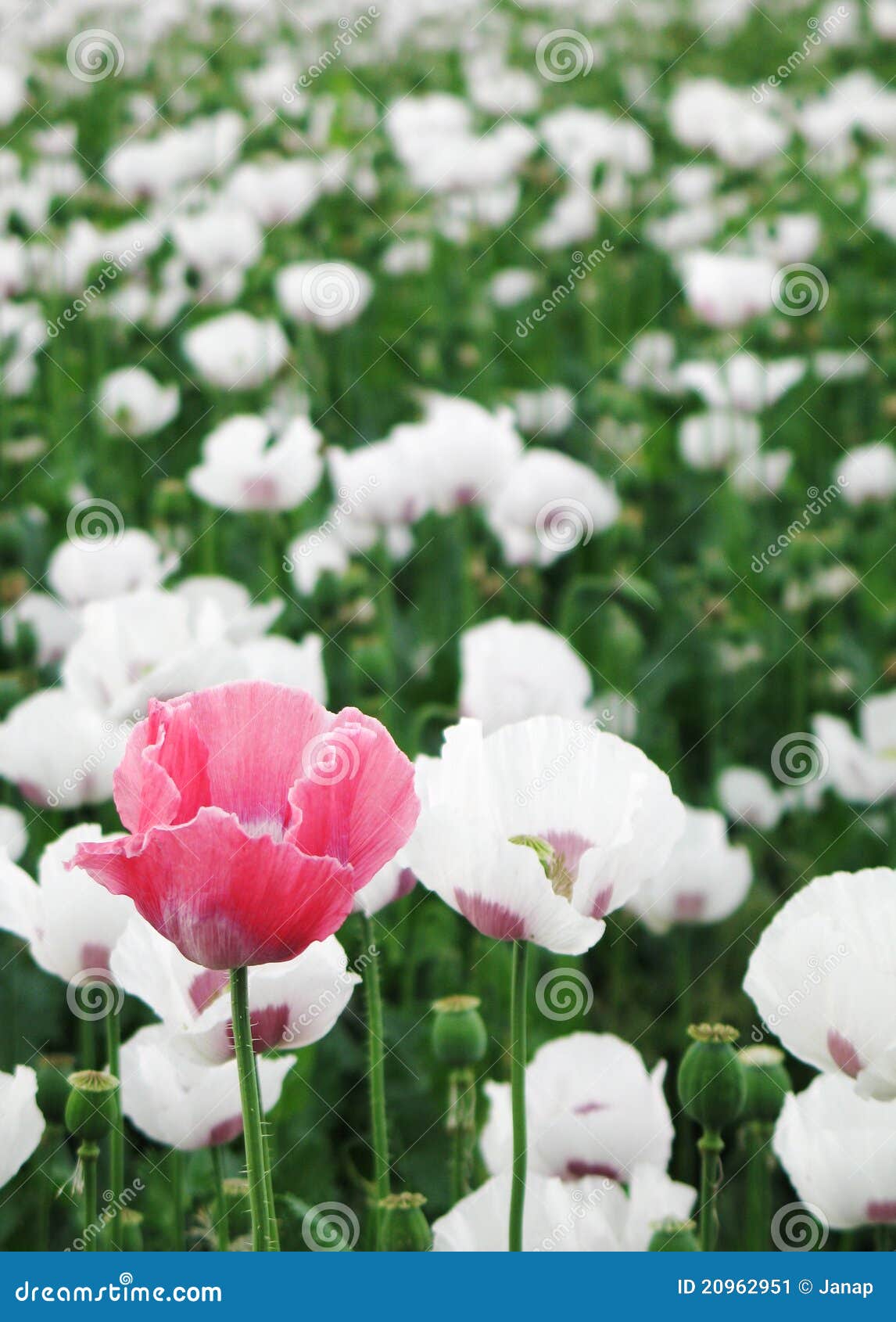 Pink Poppy-seed in the Field of White Stock Image - Image of spring ...