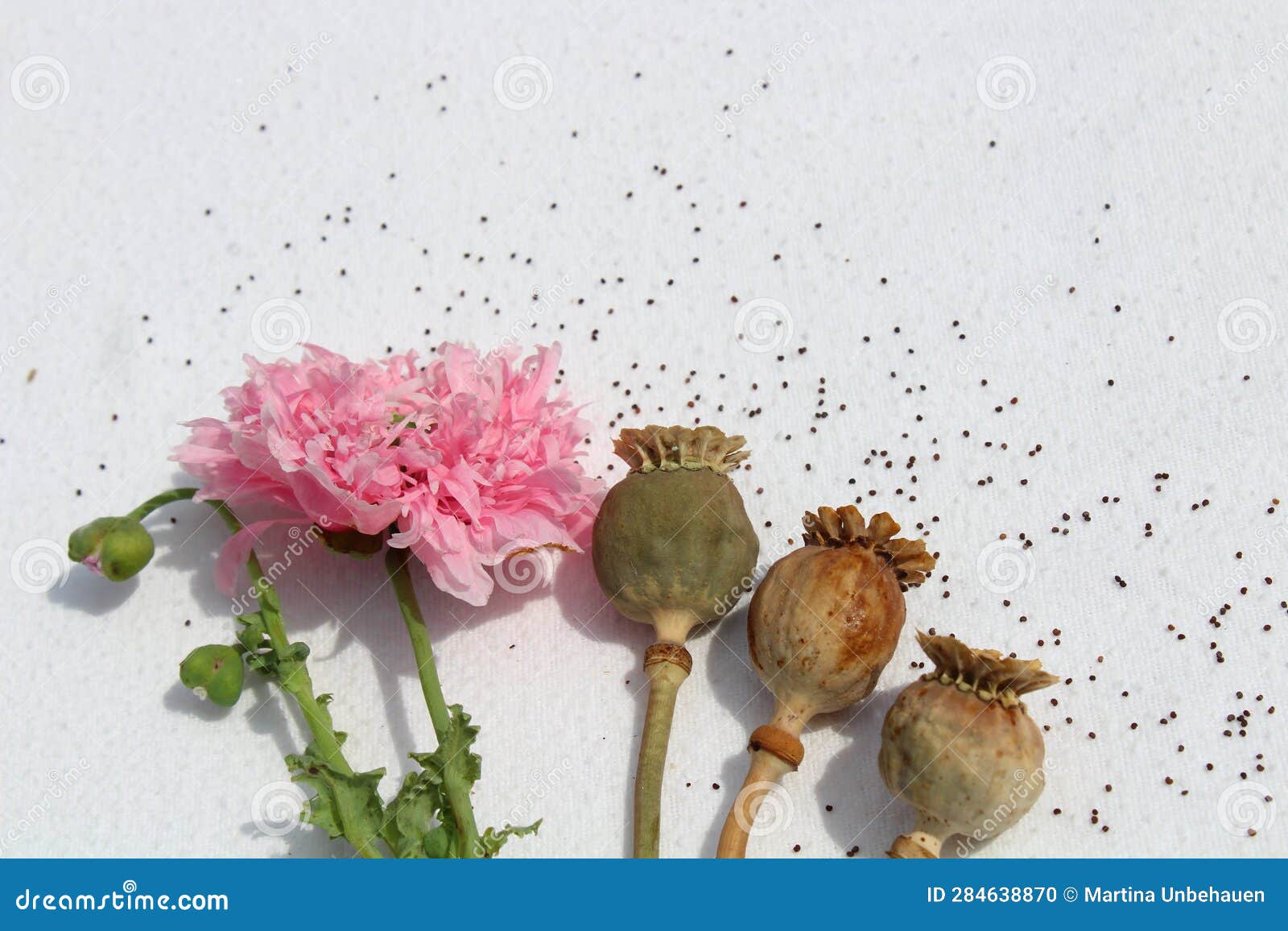 Pink poppy stock photo. Image of papaver, summer, buds - 284638870