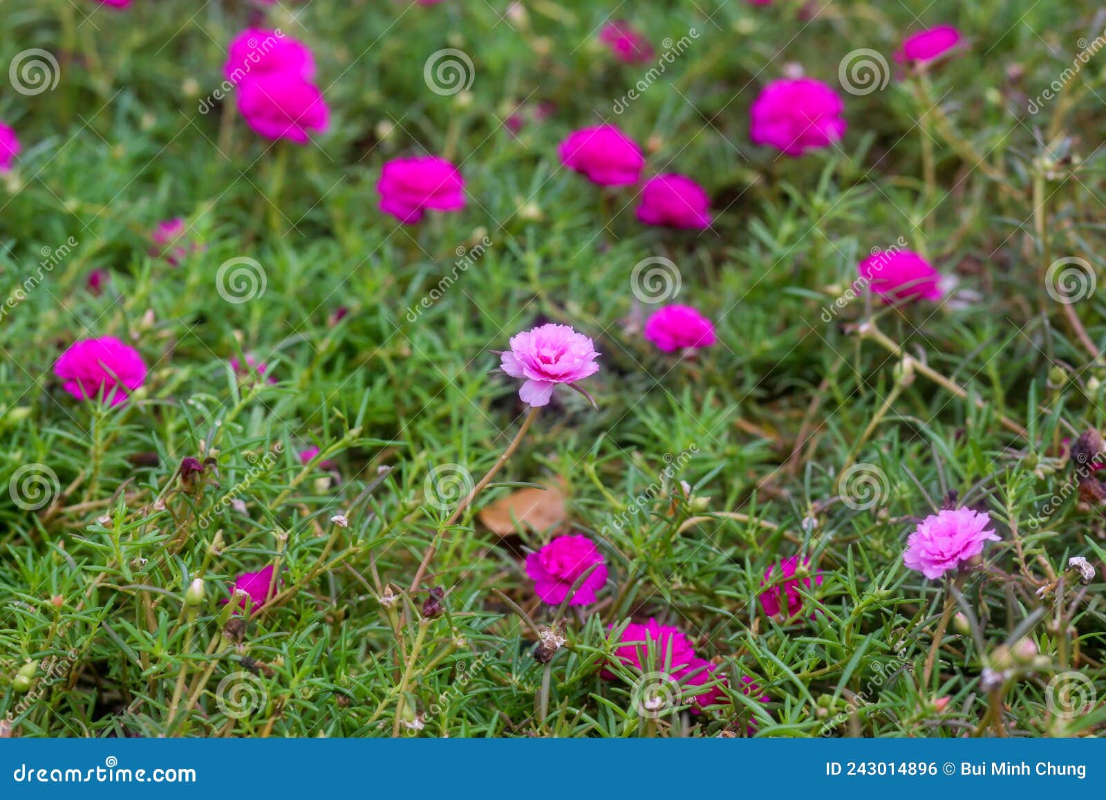Pink Portulaca Grandiflora on the Ground Stock Photo - Image of green ...