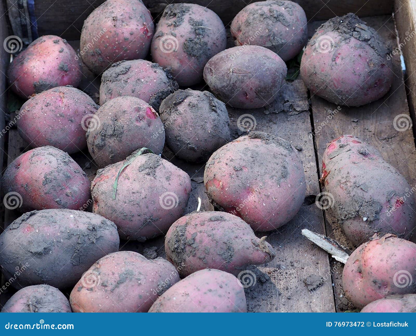 Pink Potatoes Potatoes from the Garden Stock Photo - Image of pink ...