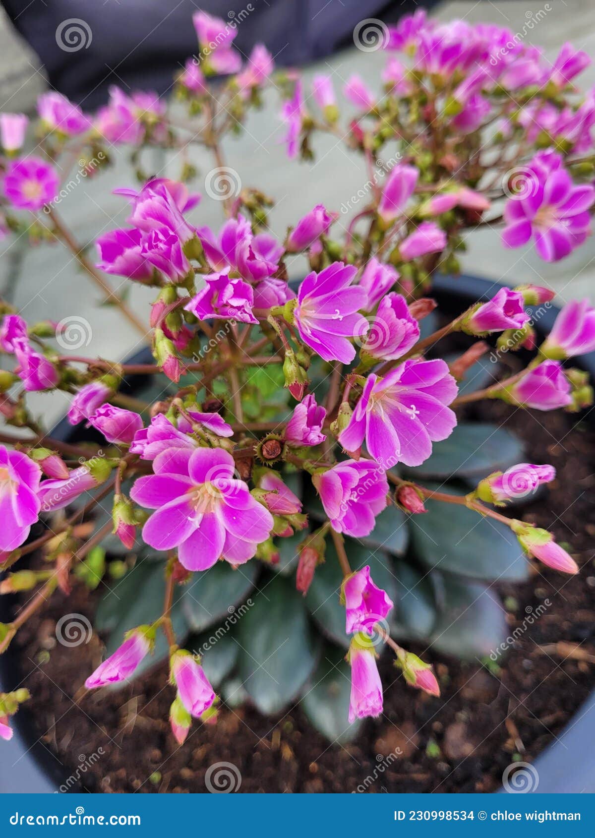 Pink potted plant stock photo. Image of pink, shrub - 230998534