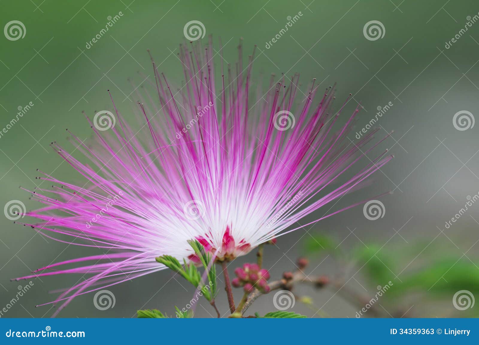 Pink powder puff stock image. Image of green, surinamensis - 34359363