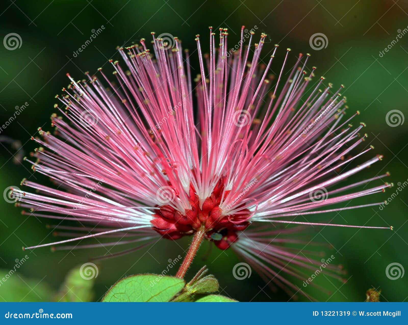 Pink powder puff flower stock image. Image of bristles - 13221319