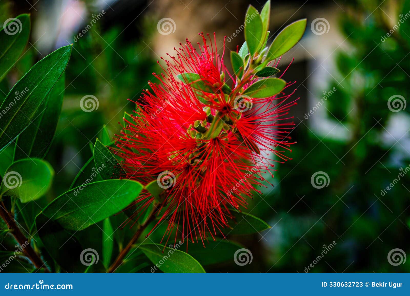 Pink Powder Puff Flower, Also Known As Calliandra Stock Image - Image ...