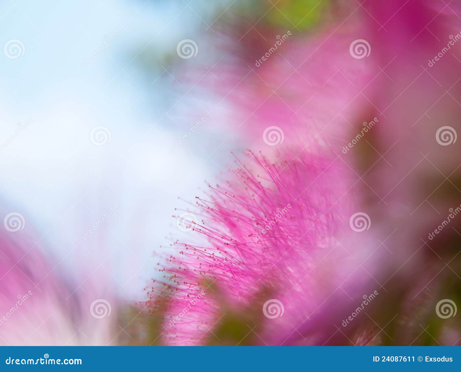 Pink powderpuff stock image. Image of mimosa, nature - 24087611
