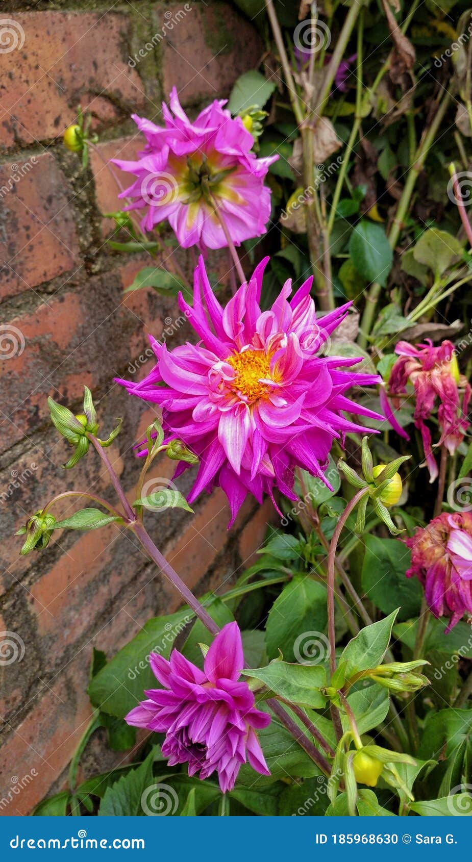 Pink Power Flowers. Pretty Nature Stock Photo - Image of shrub, flowers ...