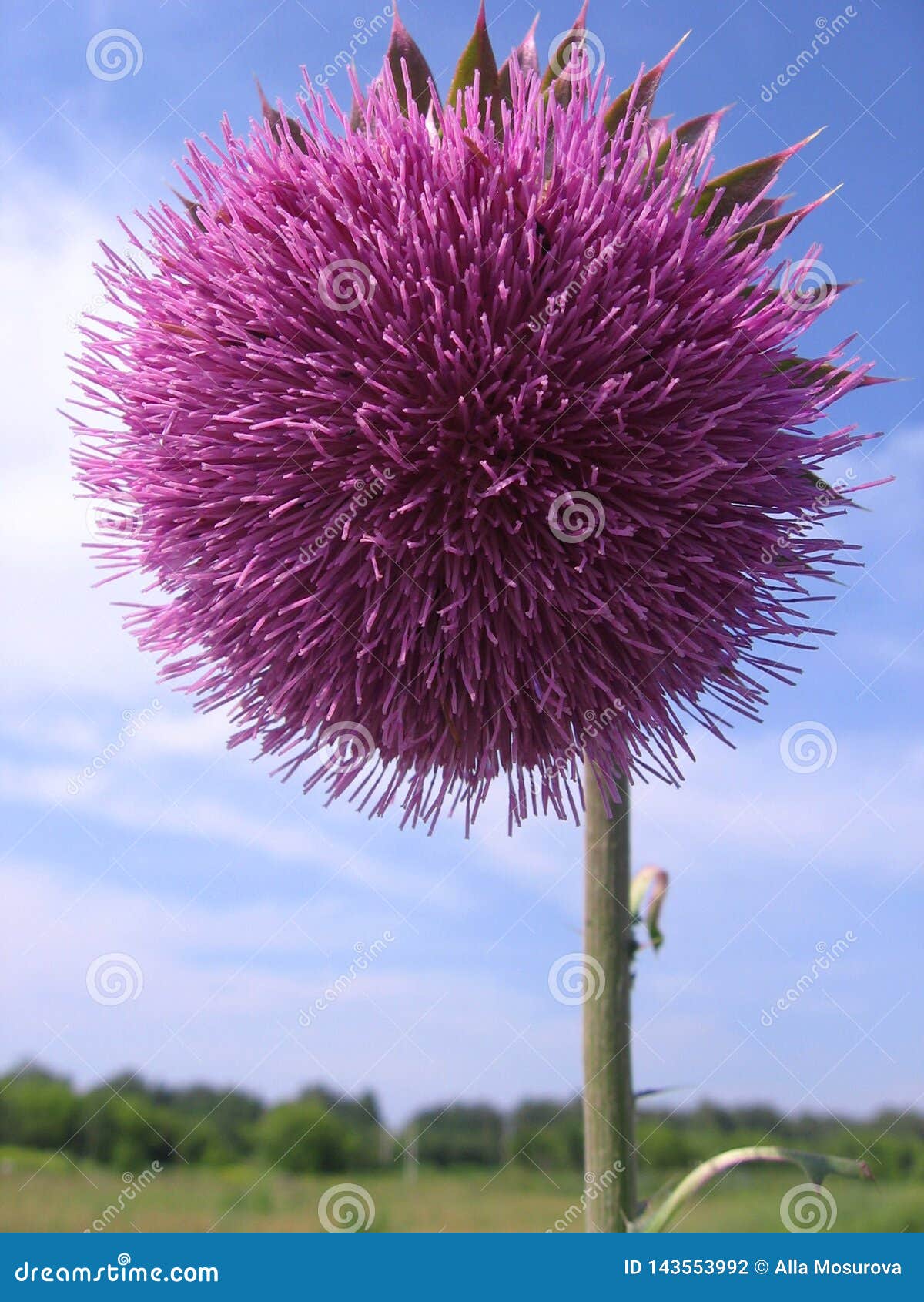 Pink Prickly Wild Thistle Flower with Thin Petals Closeup Stock Photo ...