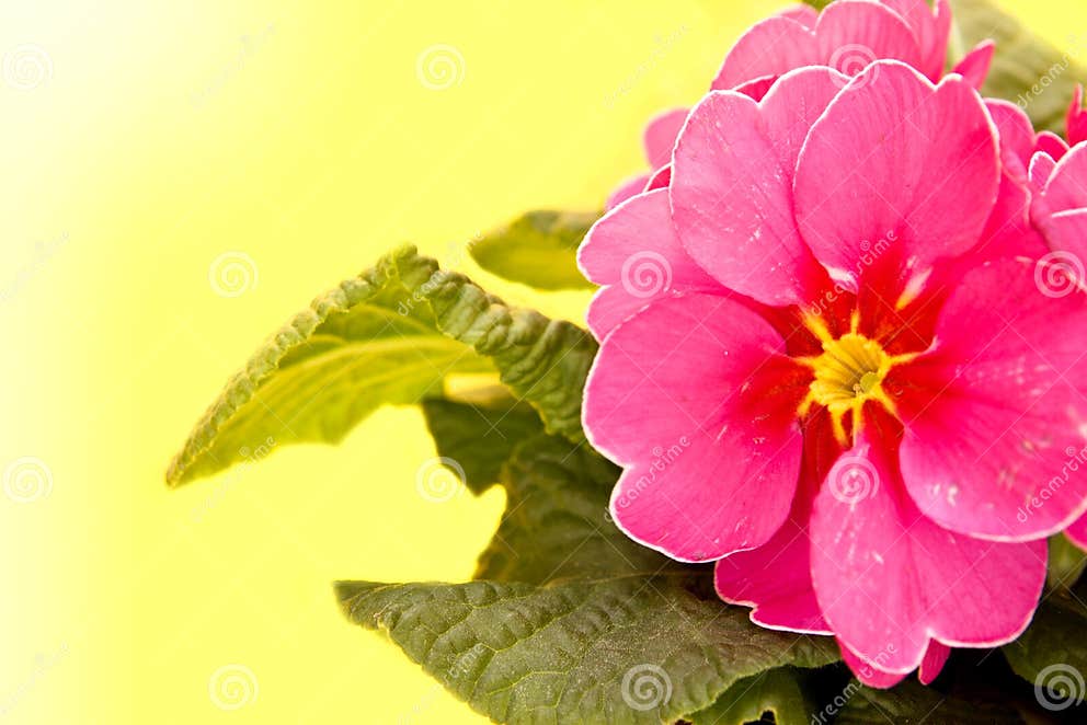 Pink primrose stock photo. Image of annual, bloom, season - 18137240
