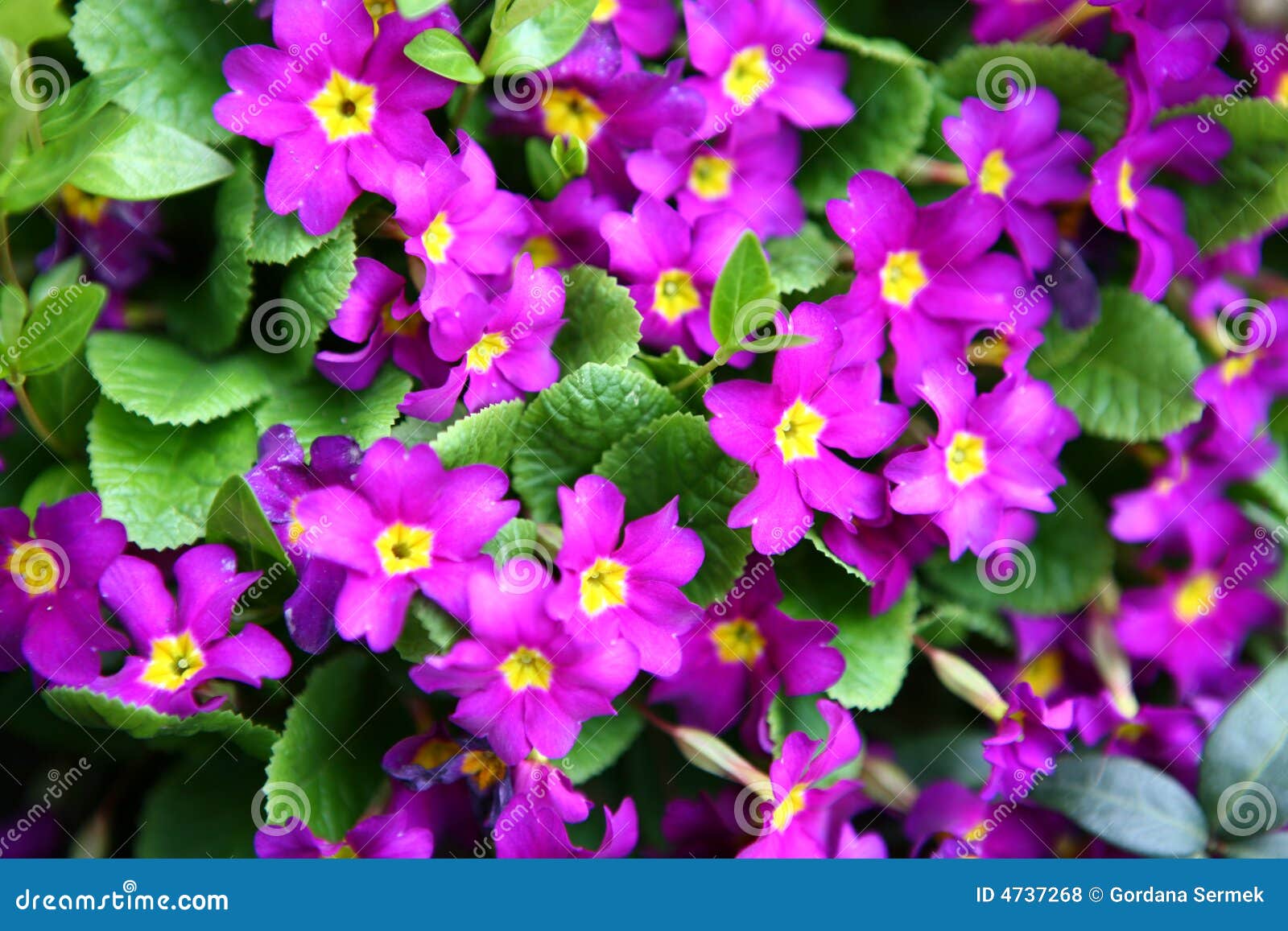 Pink primrose stock photo. Image of flower, april, petal - 4737268