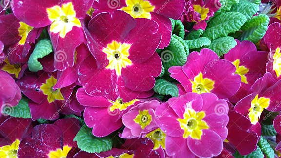 Pink primrose stock image. Image of spring, background - 90694285