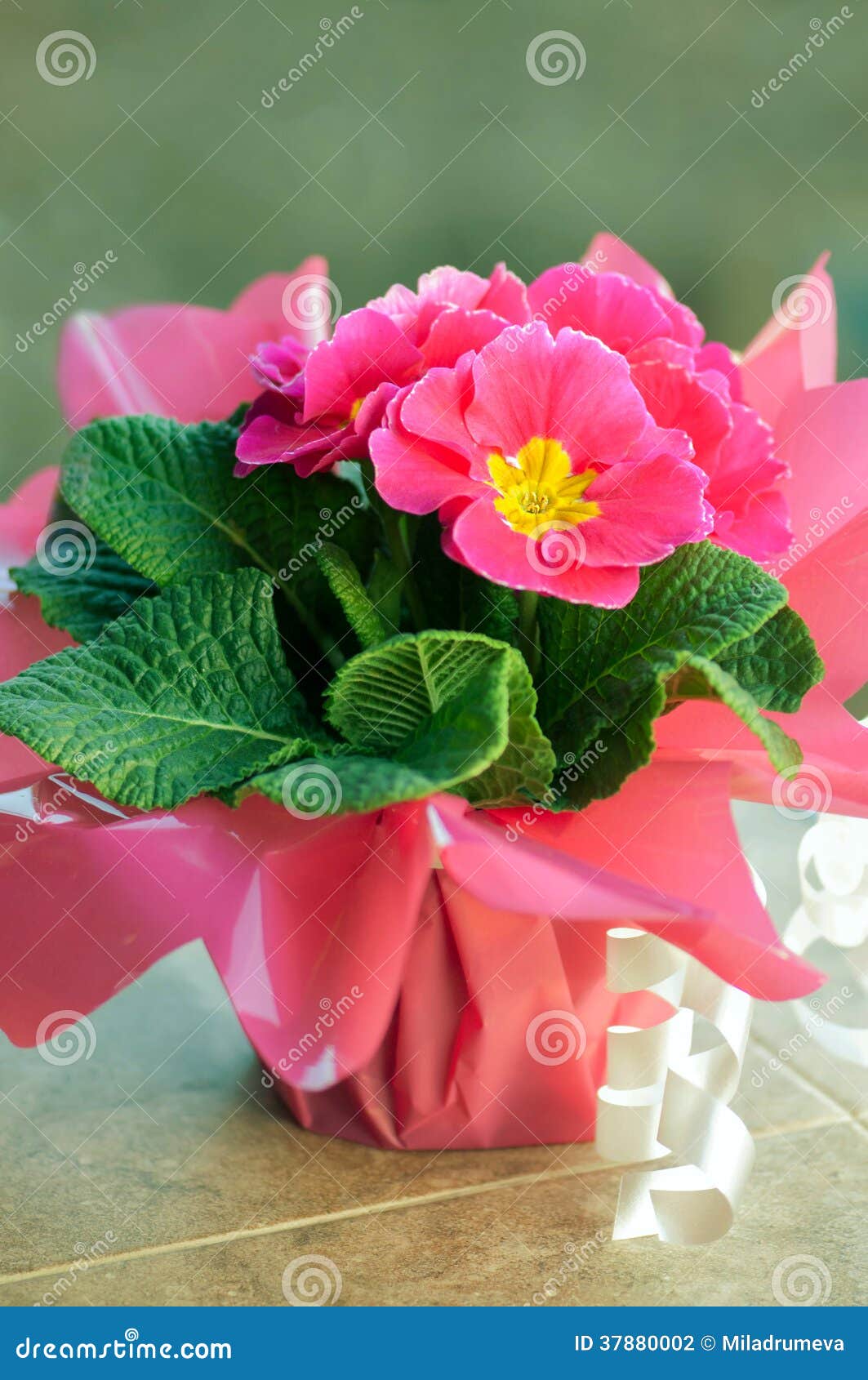 Pink Primrose Bouquet with a Pink Gift Wrapping Paper Stock Photo ...