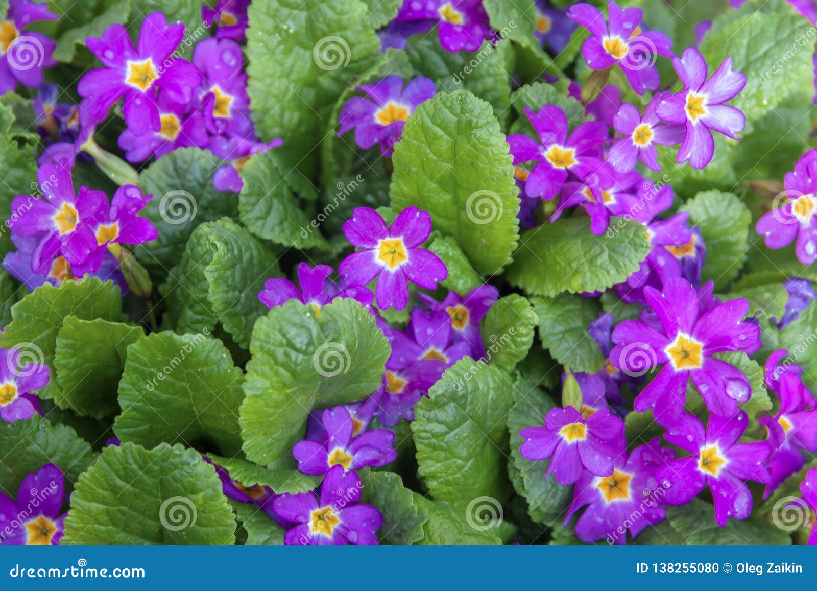 Pink Primrose in Early Spring after Rain Stock Photo - Image of flora ...