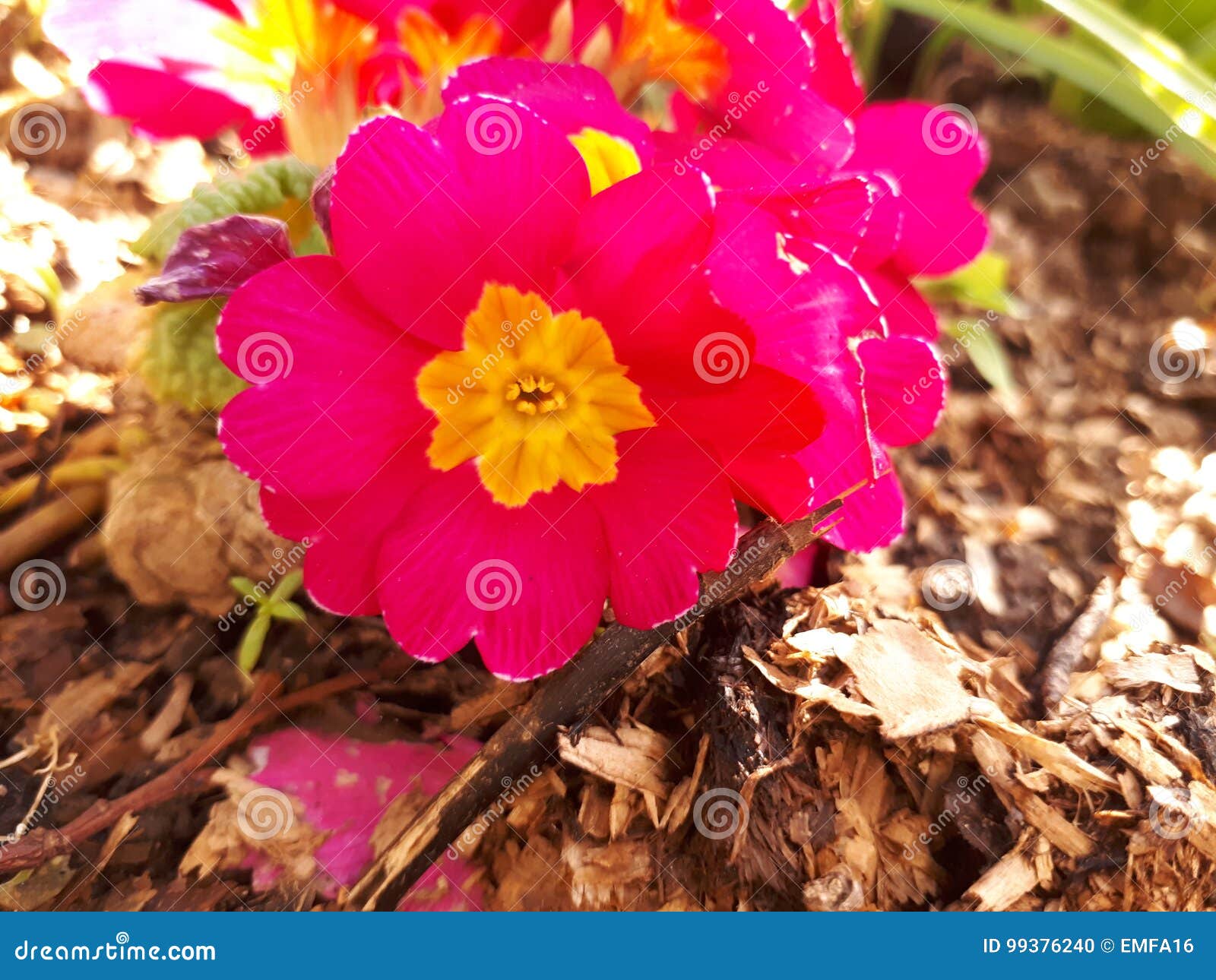 Pink Primrose Flower Face stock photo. Image of magenta - 99376240