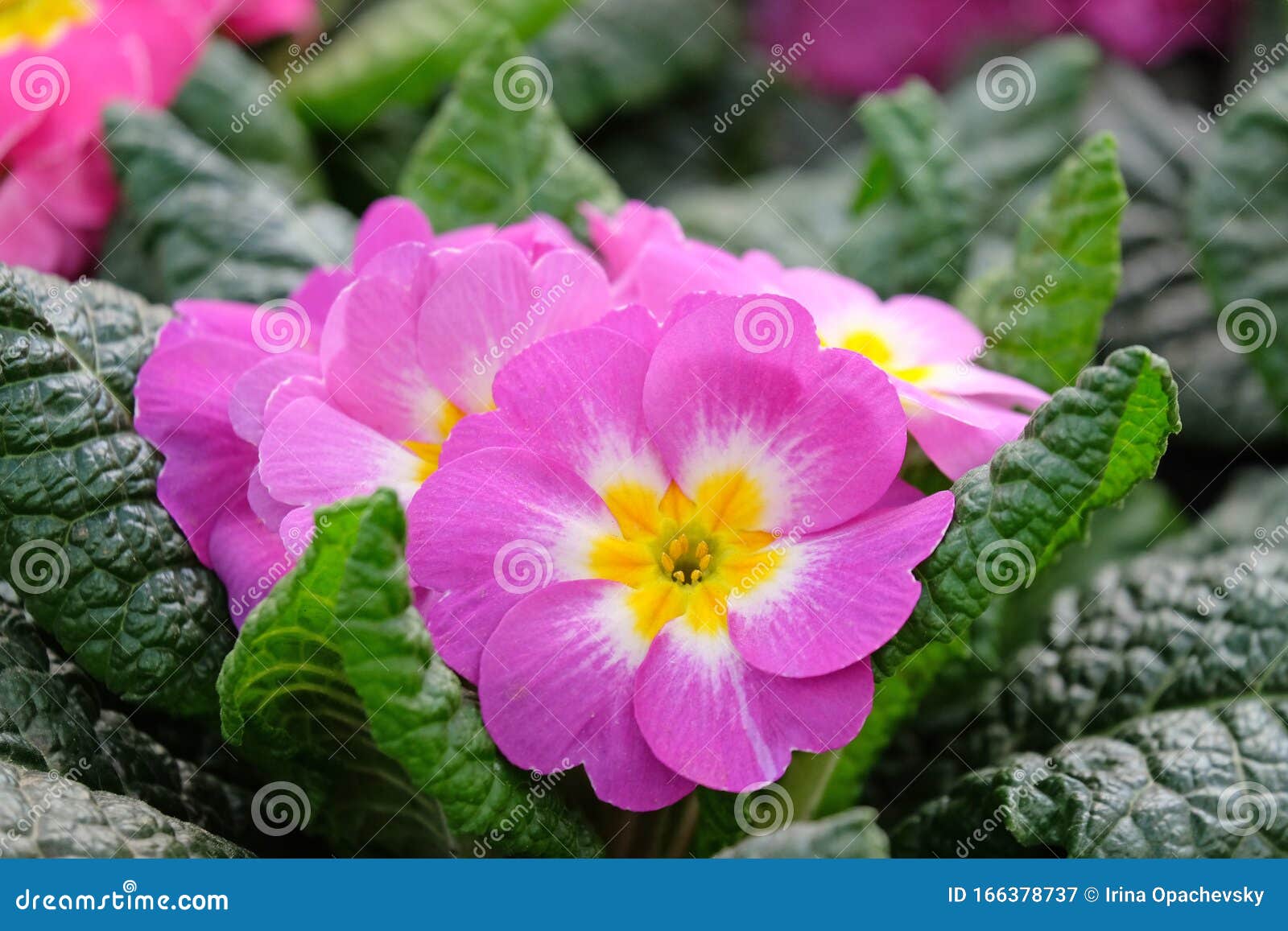 Pink Primrose Flower Lat. Primula Stock Image - Image of spring, garden ...