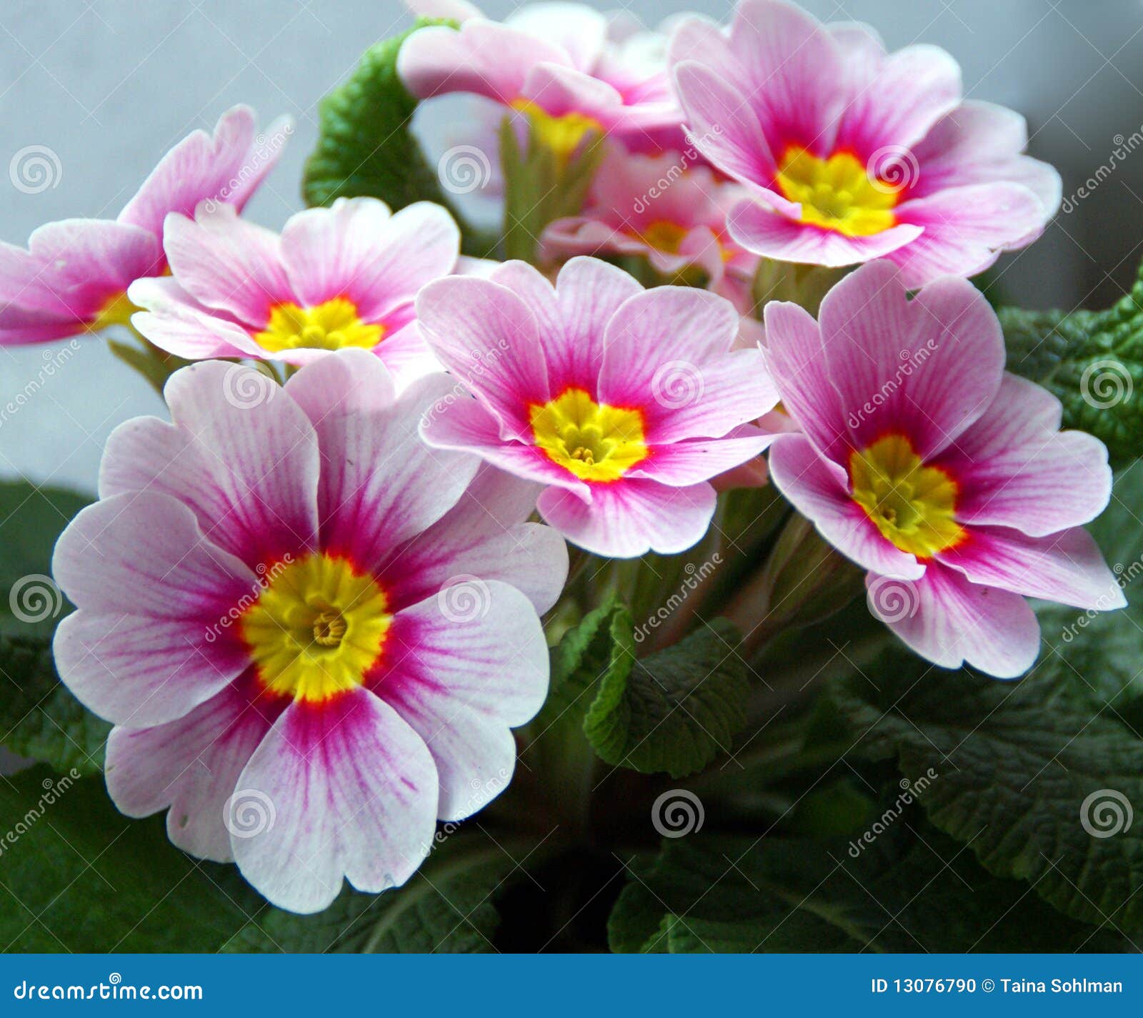Pink Primrose Flowers stock photo. Image of color, perennial - 13076790