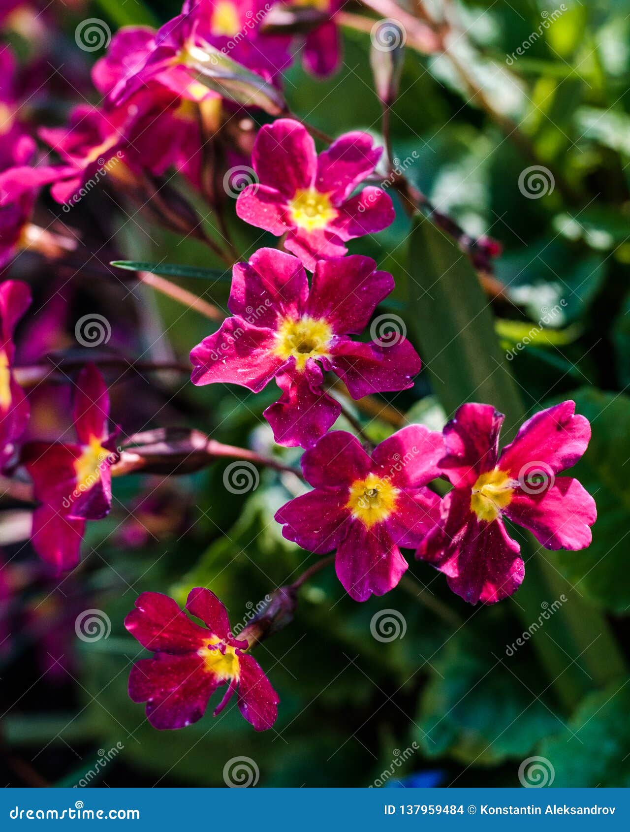 Pink primrose flowers stock photo. Image of oenothera - 137959484